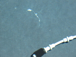 Broken Pool Plaster, Calcium Nodules, Plaster Delamination, Pop-Offs ...