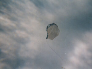 Broken Pool Plaster, Calcium Nodules, Plaster Delamination, Pop-Offs ...